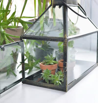 indoor greenhouse: mini size. mega looks. - The Plant Project