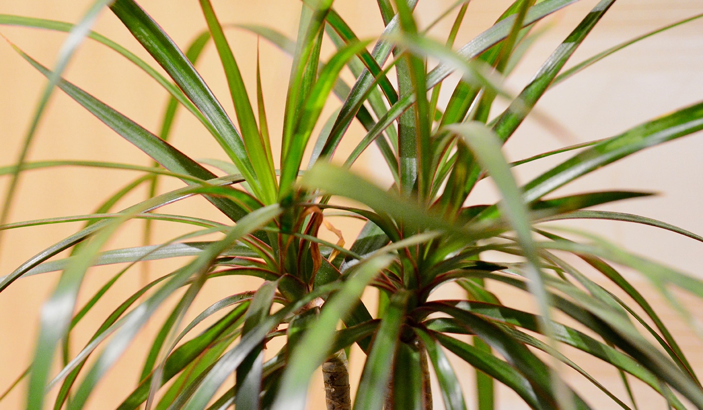 Dracaena - The Plant Project