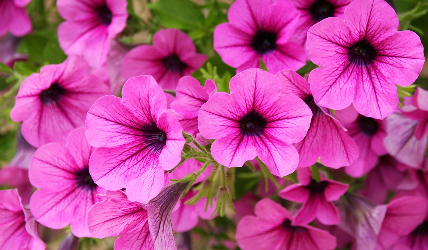 Petunias - The Plant Project