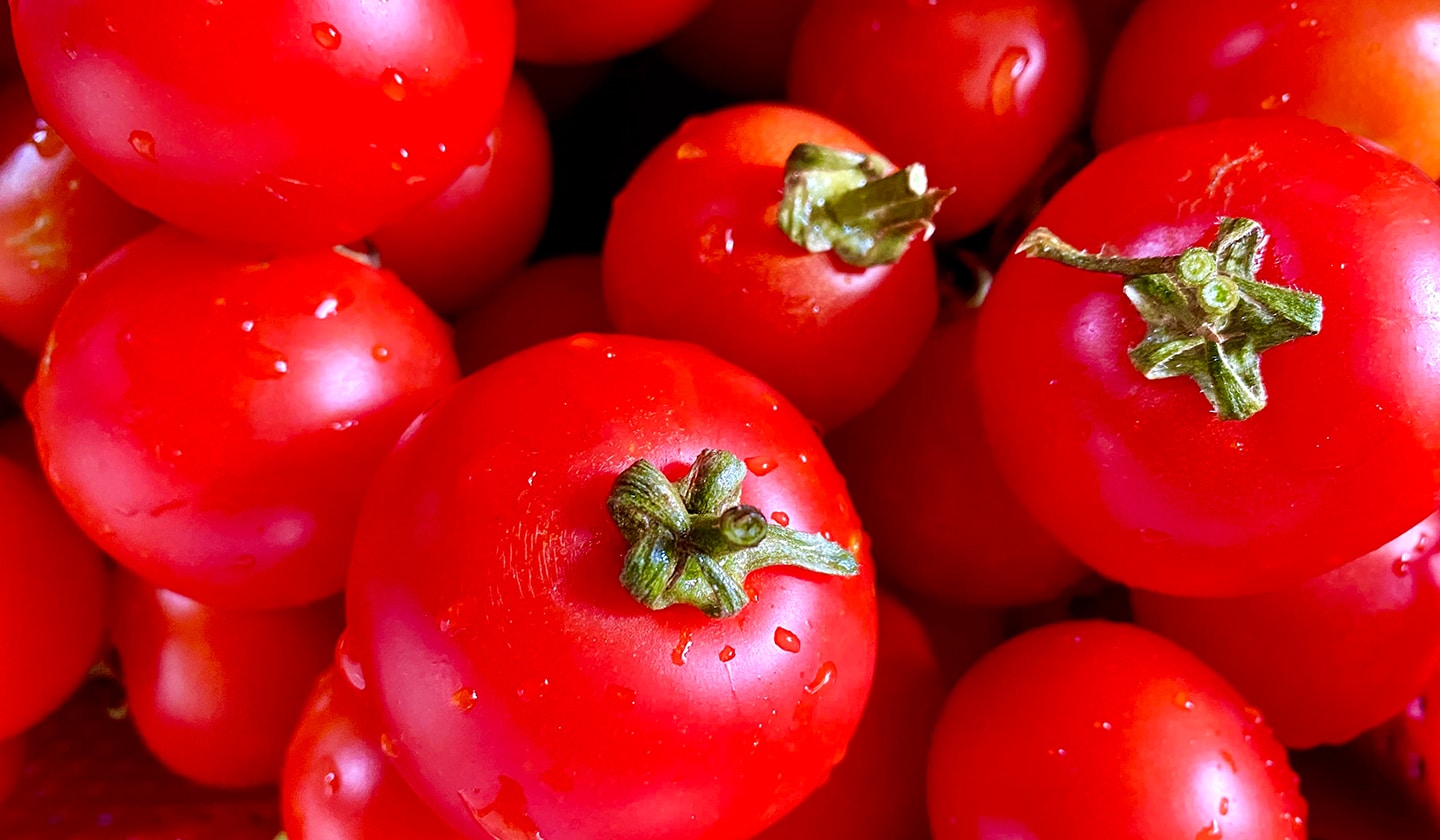 TOMATOES - The Plant Project