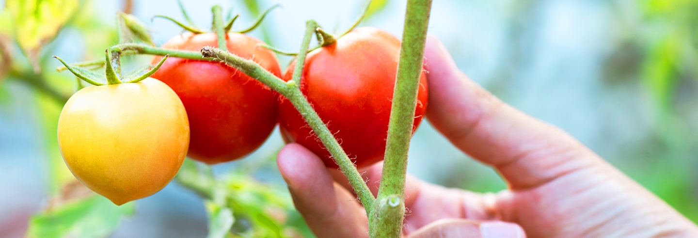 from seed to sauce. be a tomato boss - The Plant Project