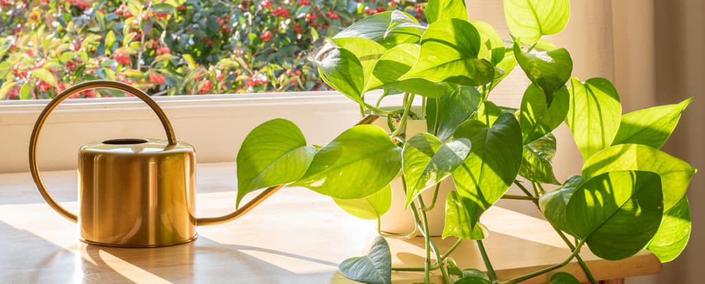 Is your plant getting enough sun? Learn to read the signs and provide ...