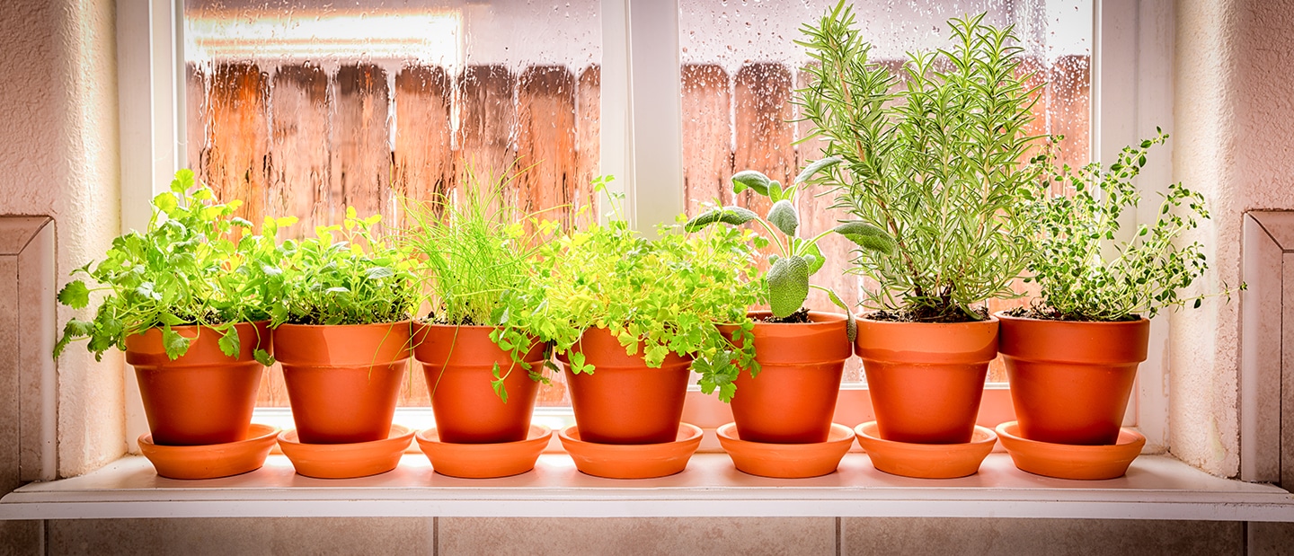 herb garden: you got thyme for that - The Plant Project
