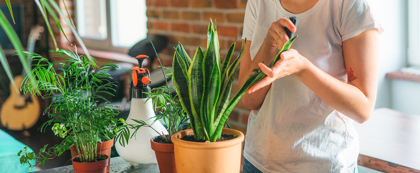 don’t bug our plants - pest control - The Plant Project