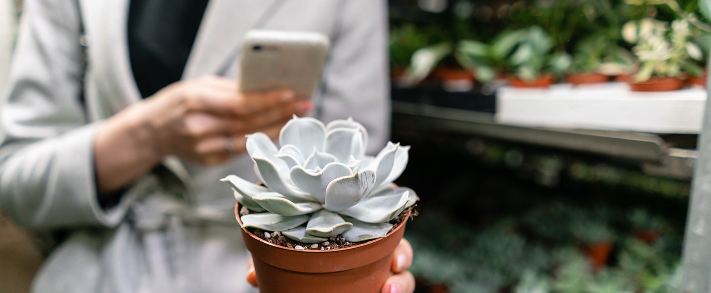 calling all plant lovers: why swapping is a growing trend - The Plant ...