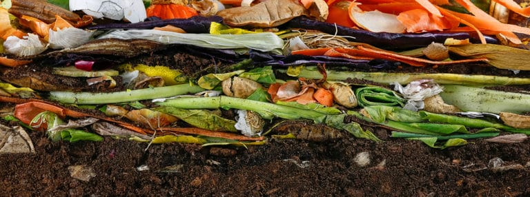 how to start an organic garden - The Plant Project