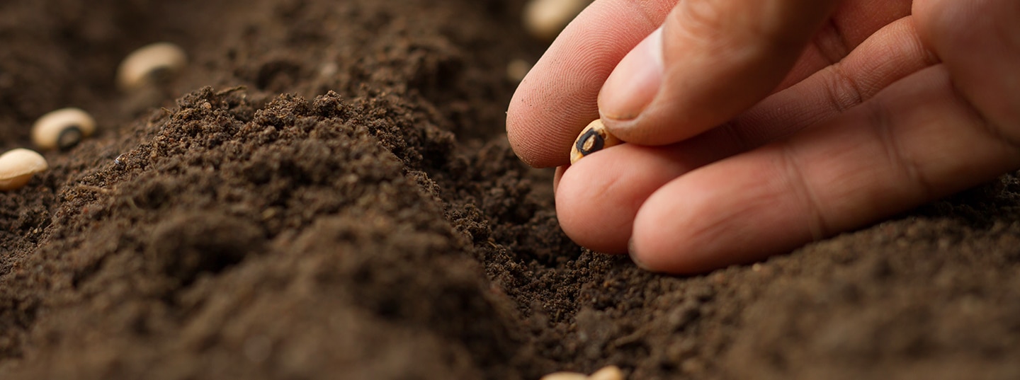 how to start an organic garden - The Plant Project