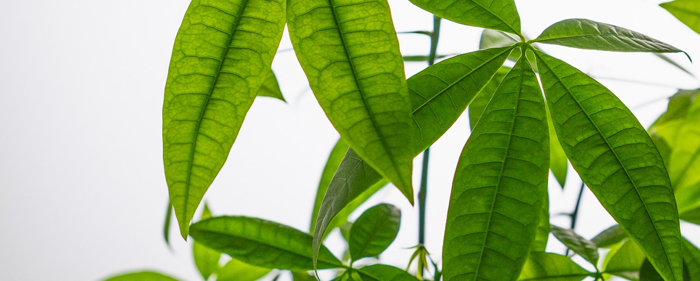 Money Tree - The Plant Project