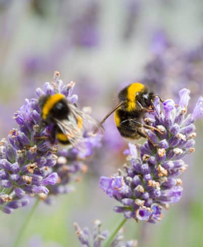 how to build a pollinator garden - The Plant Project
