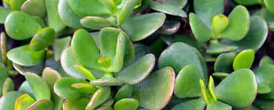 Explore all about Jade plants - care tips, propagation methods, and ...