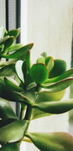 Explore all about Jade plants - care tips, propagation methods, and ...