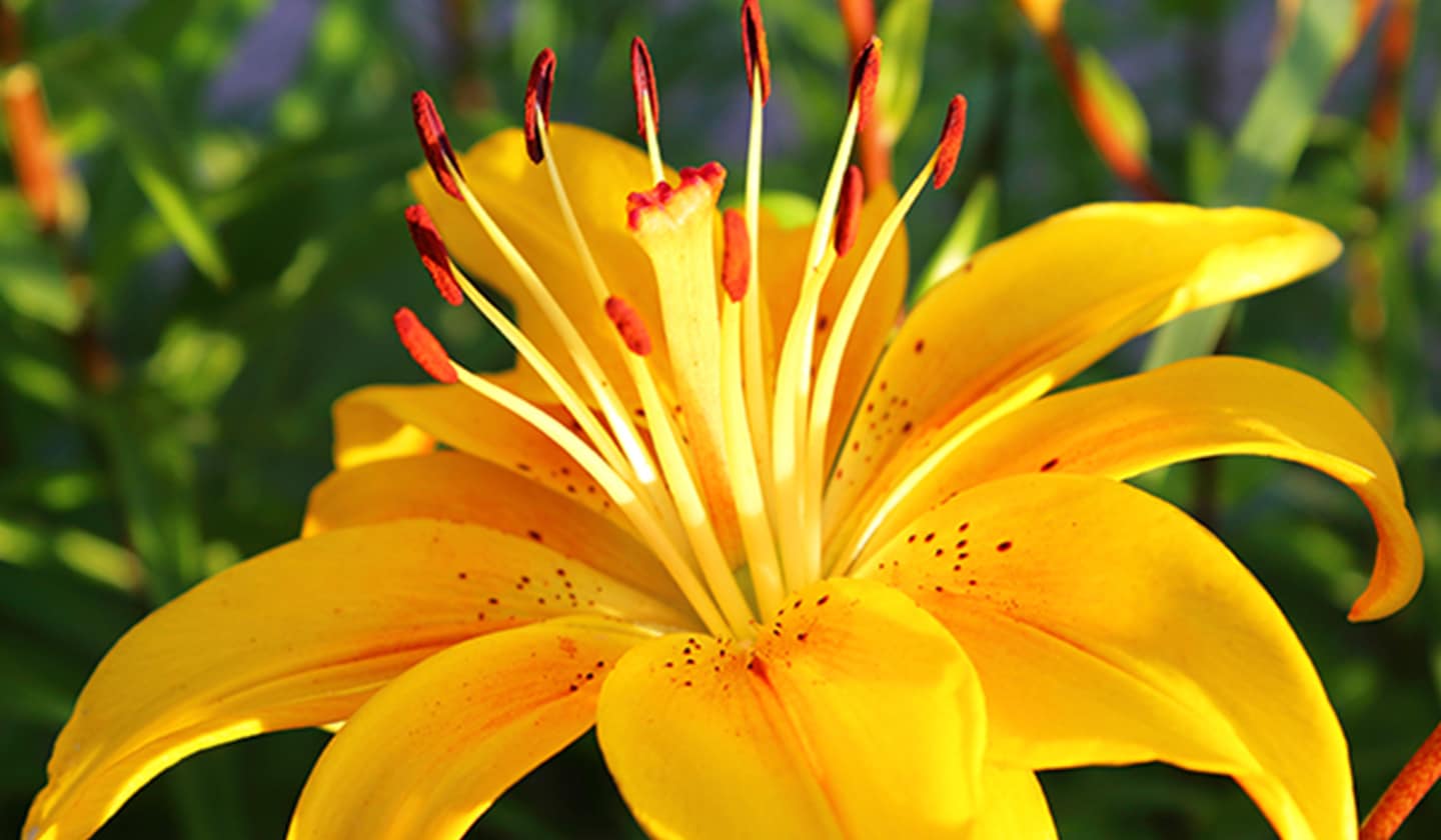 Lily - The Plant Project