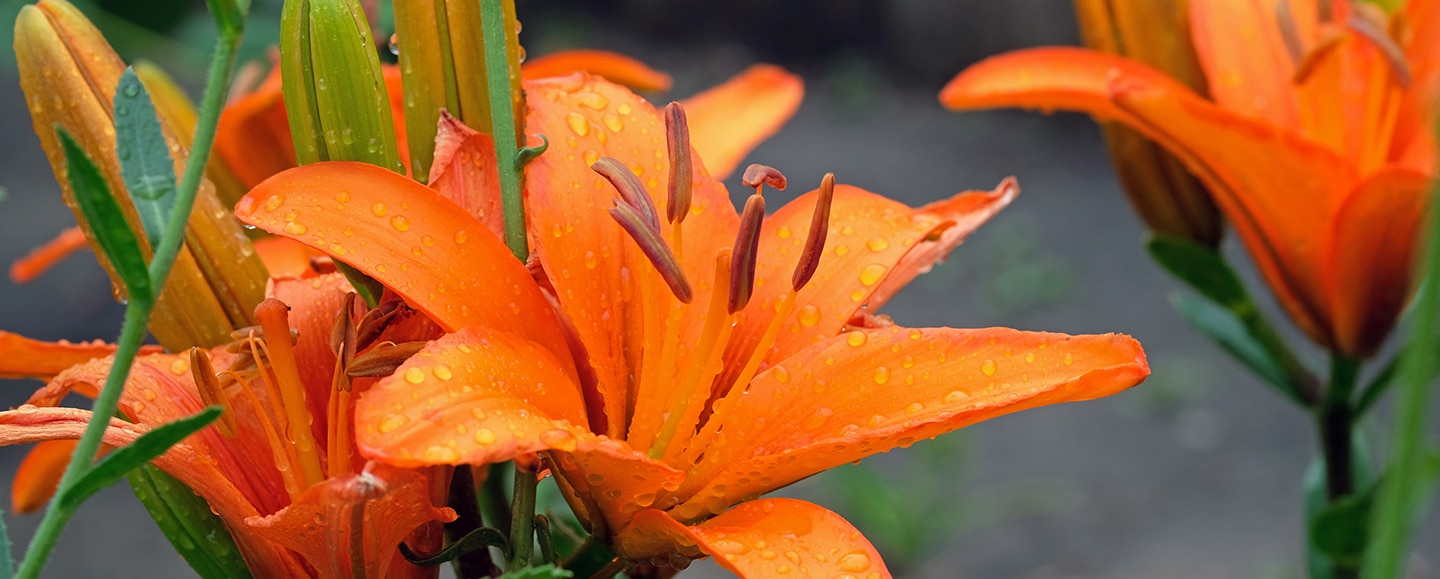 Lys - Le Projet Plantes