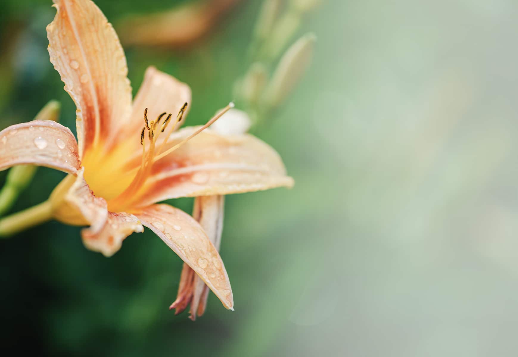 Lys - The Plant Project