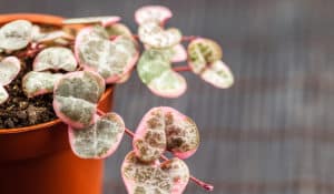 String of Hearts - The Plant Project