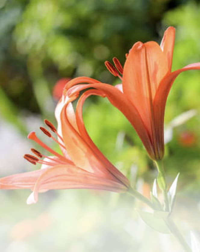 Lys - The Plant Project