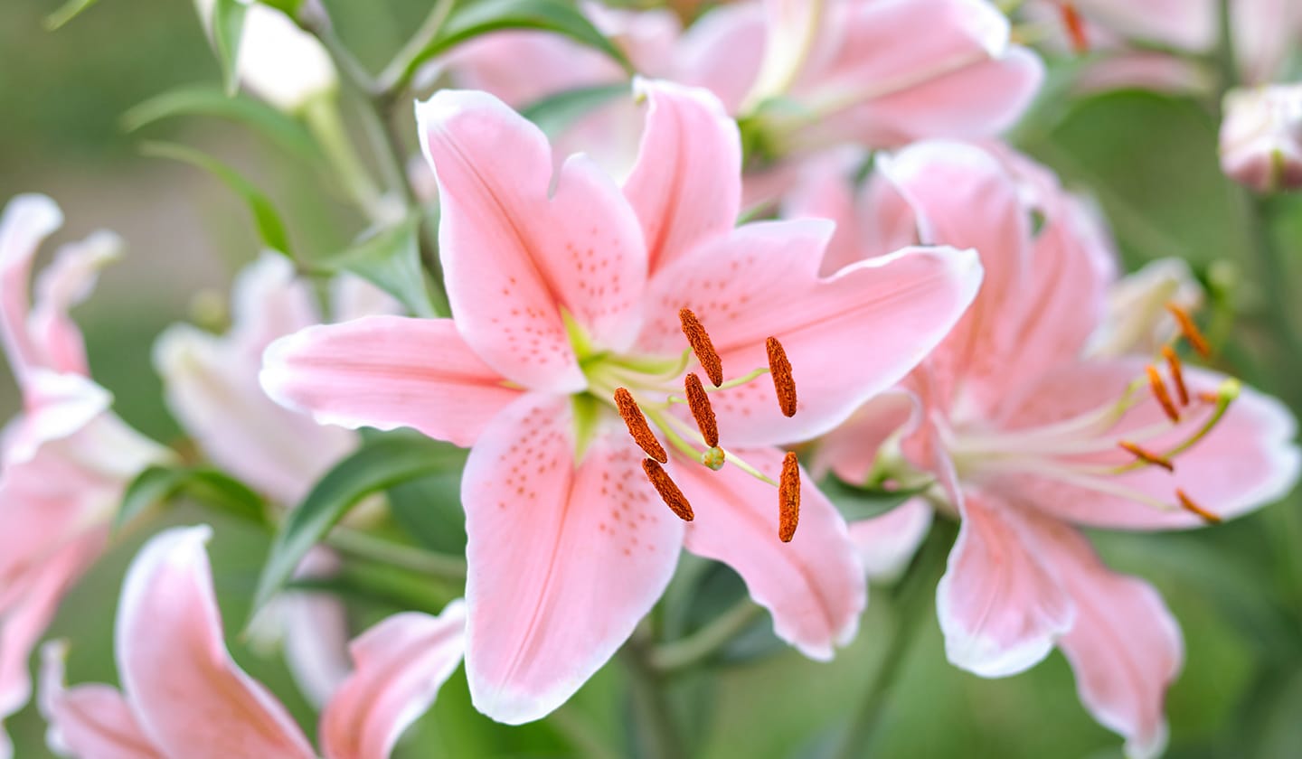 Lily - The Plant Project