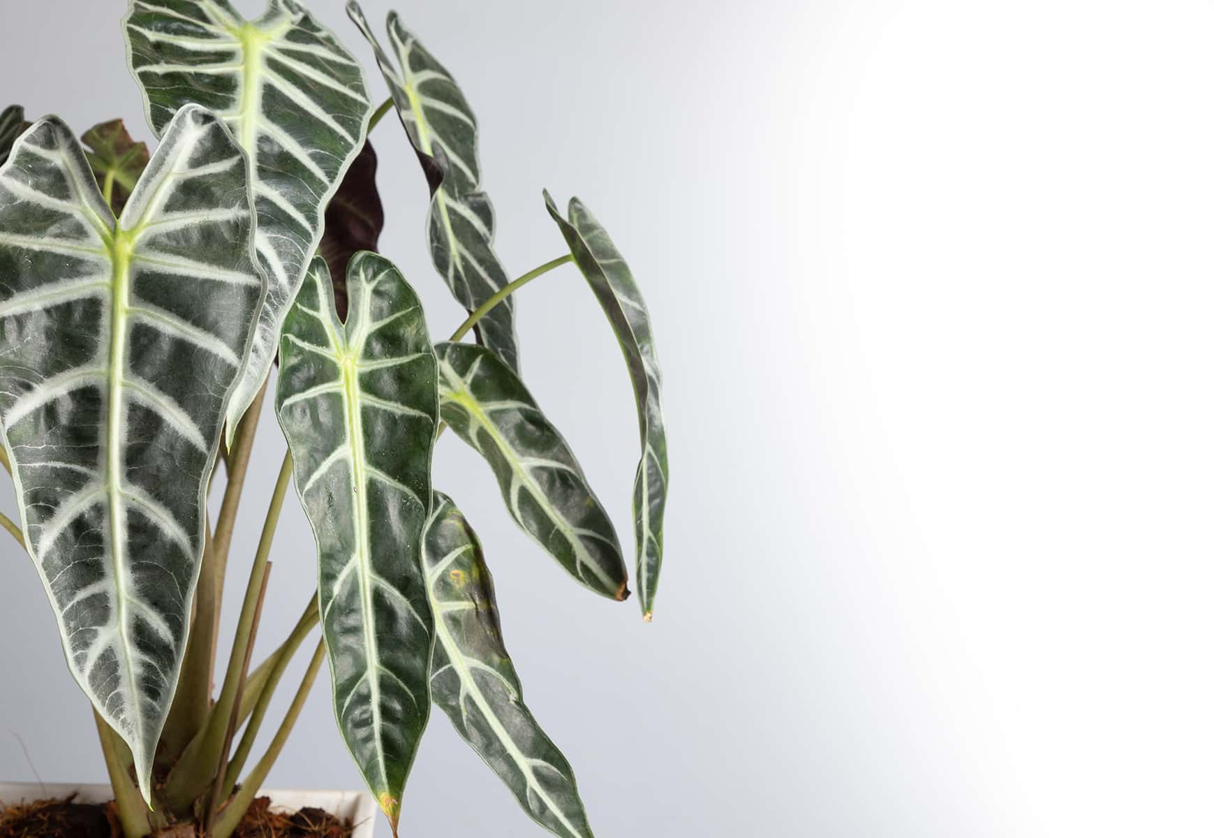 Elephant Ear - The Plant Project