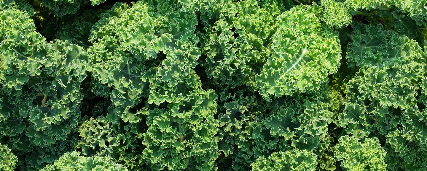 Kale - The Plant Project