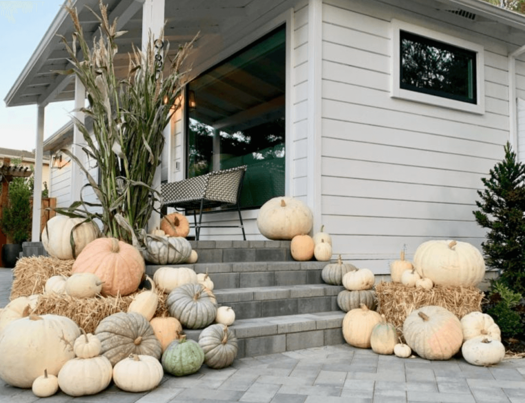 elevate your patio this fall - The Plant Project