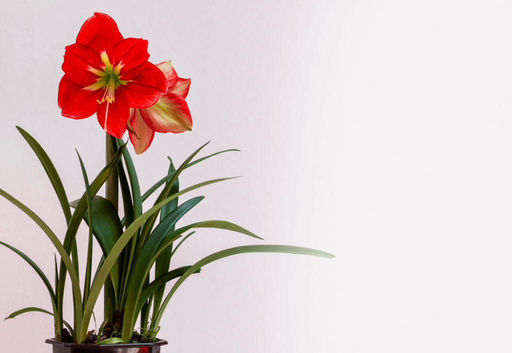 amaryllis - The Plant Project
