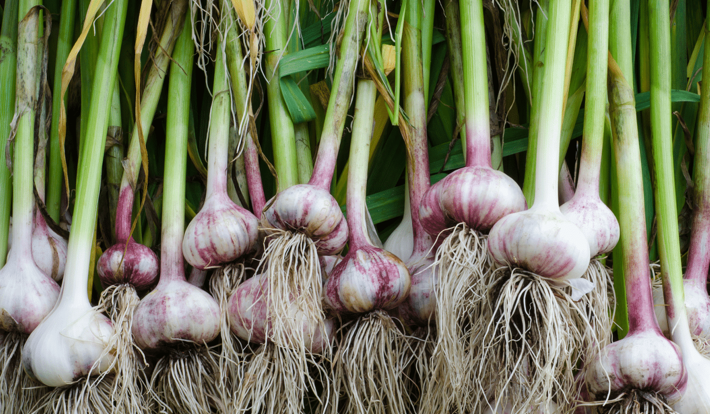 Garlic - The Plant Project