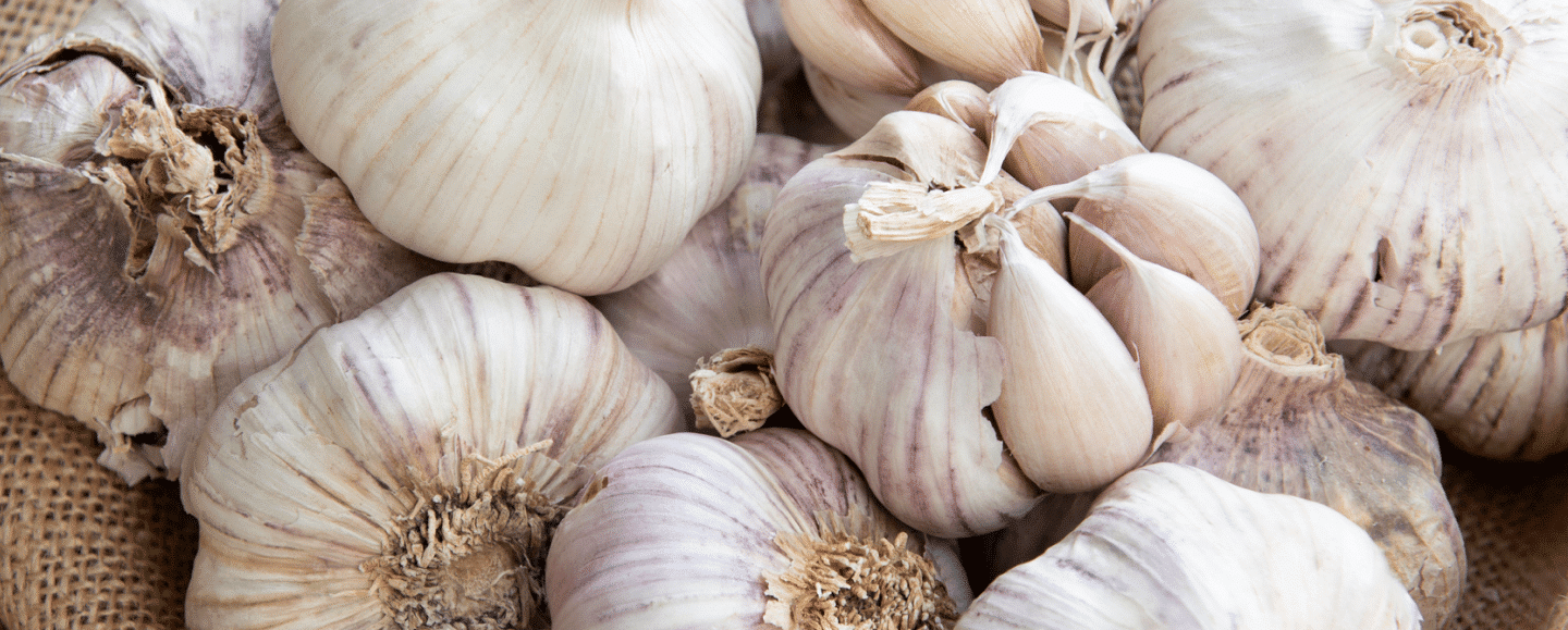 Garlic - The Plant Project