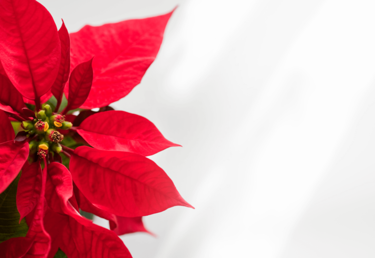 Poinsettia - The Plant Project