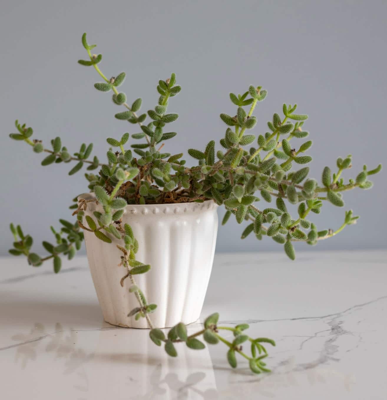 BEYOND THE BASICS - The Plant Project
