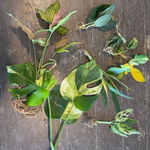 root division propagation - root division propagation