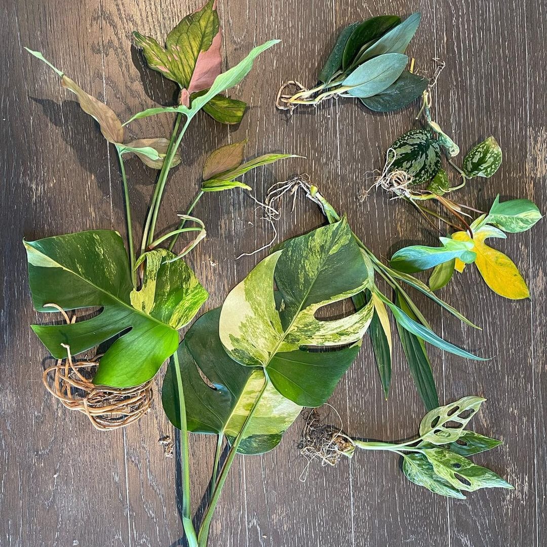 root division propagation - root division propagation