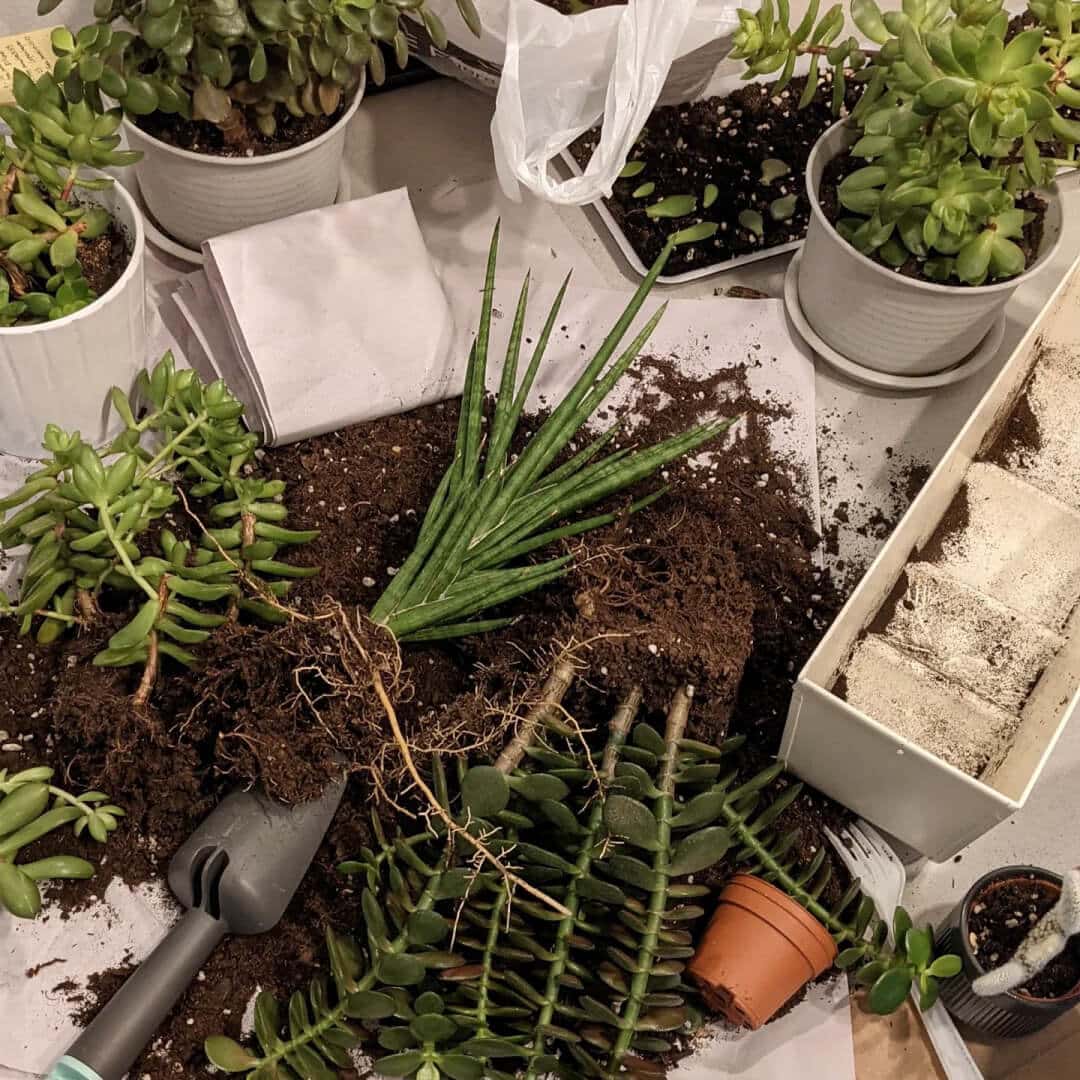 root division propagation - root division propagation