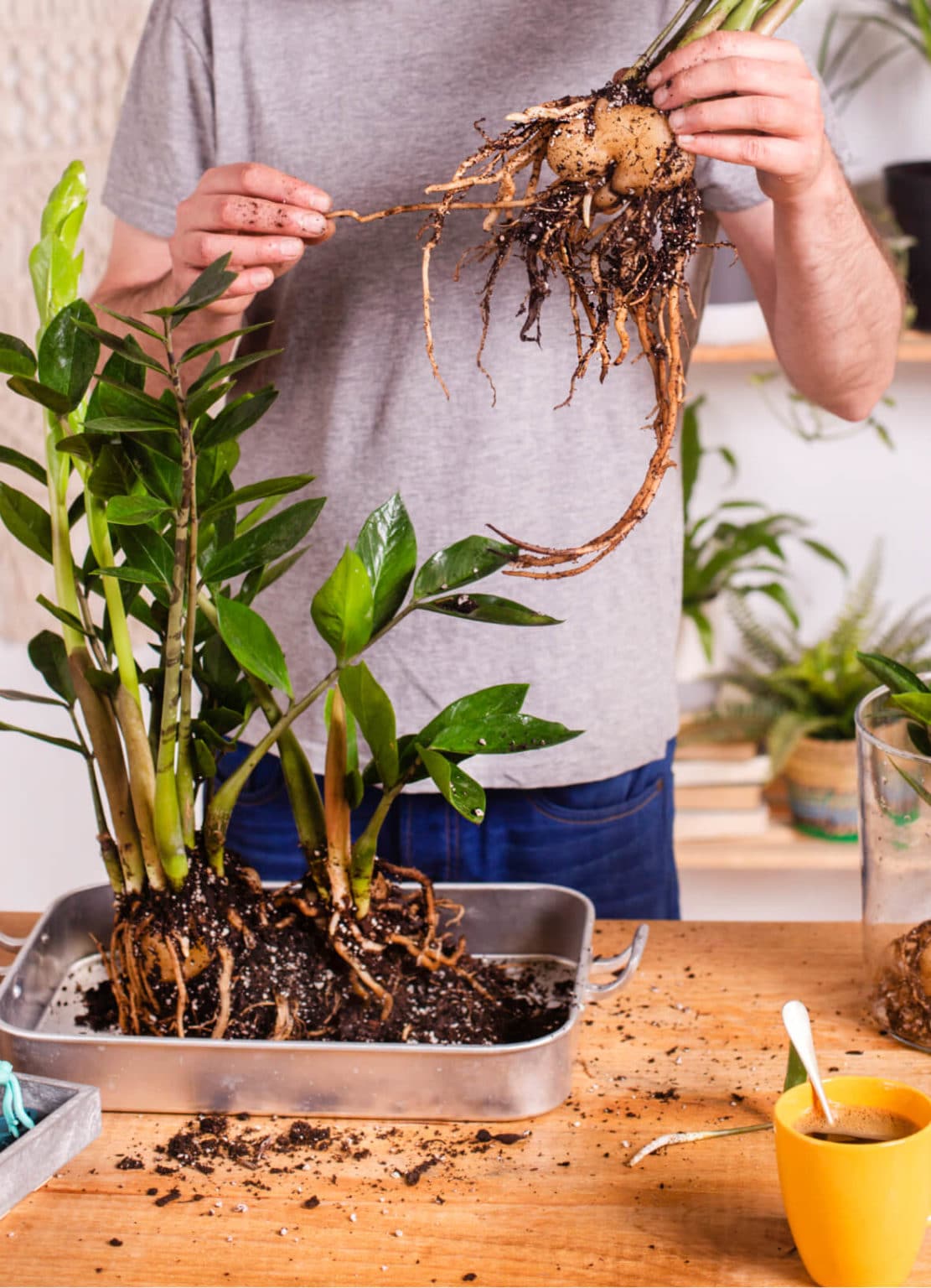 root division propagation - root division propagation