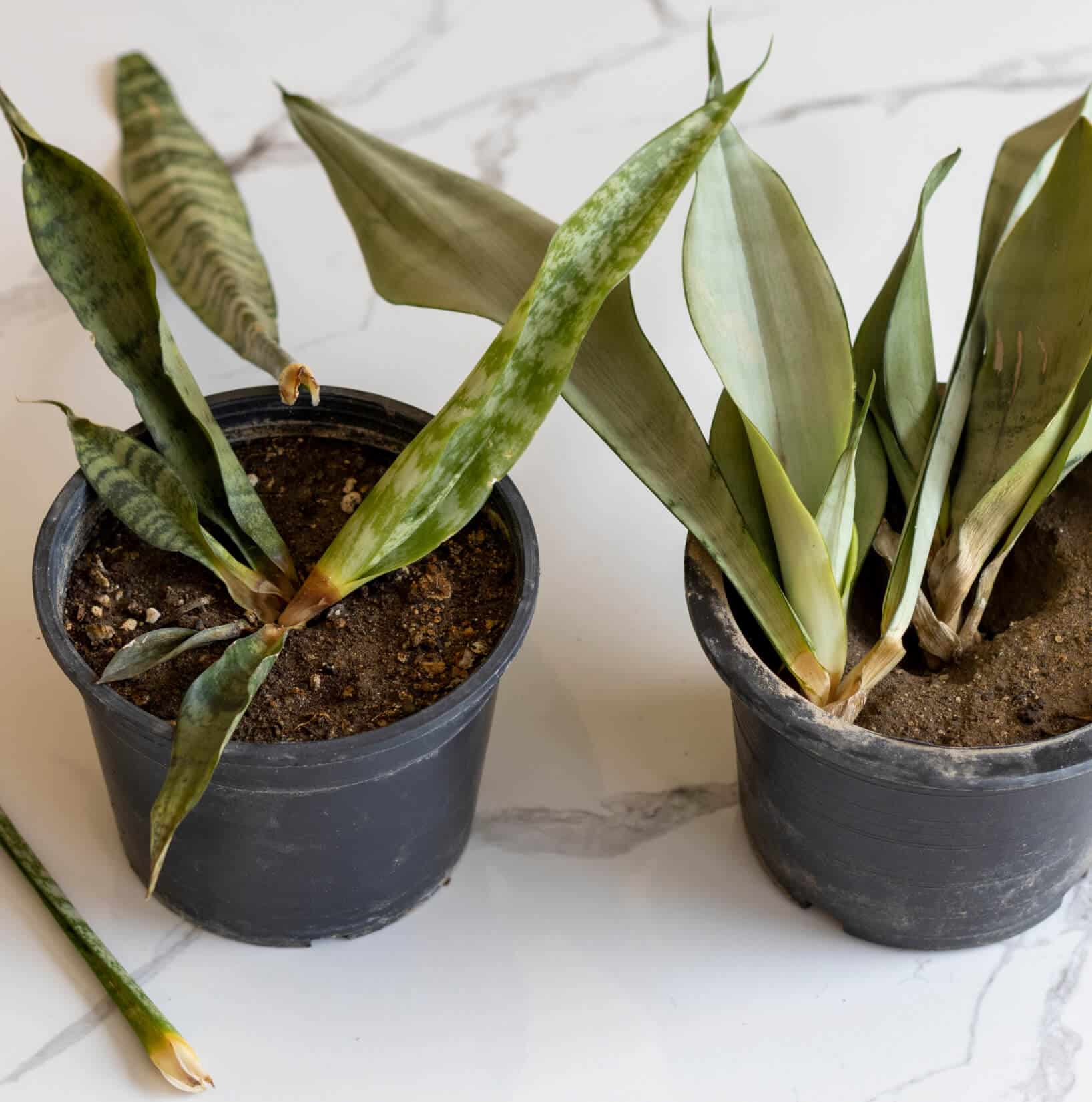 root division propagation - root division propagation