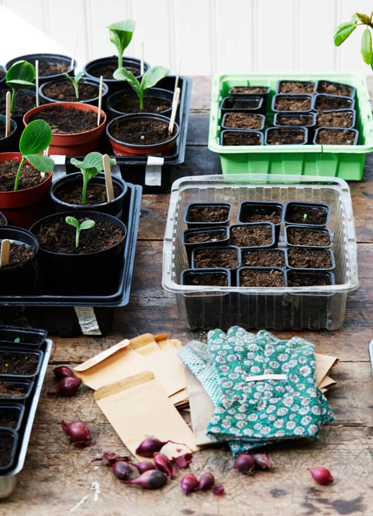 starting your seeds in springtime? here’s what you need to know - The ...