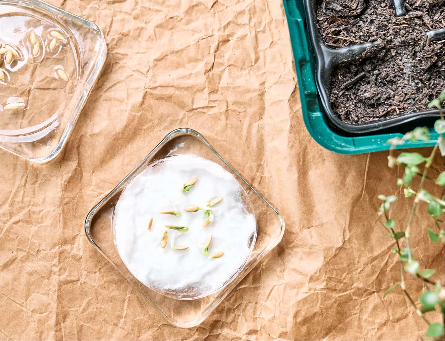 starting your seeds in springtime? here’s what you need to know - The ...