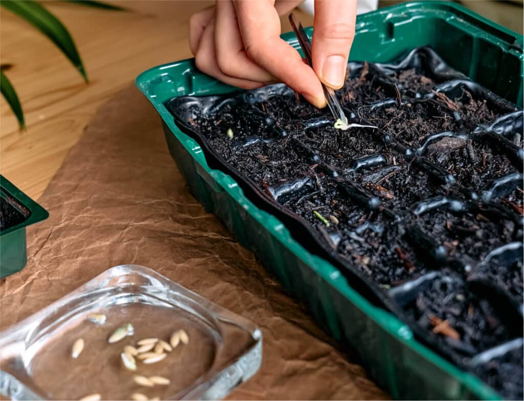 starting your seeds in springtime? here’s what you need to know - The ...