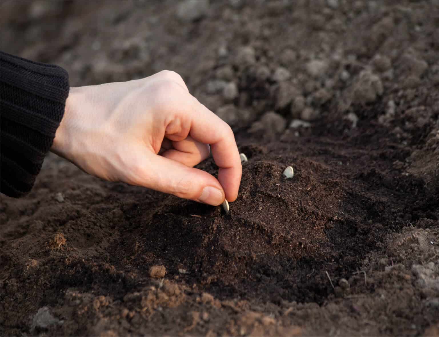 starting your seeds in springtime? here’s what you need to know - The ...