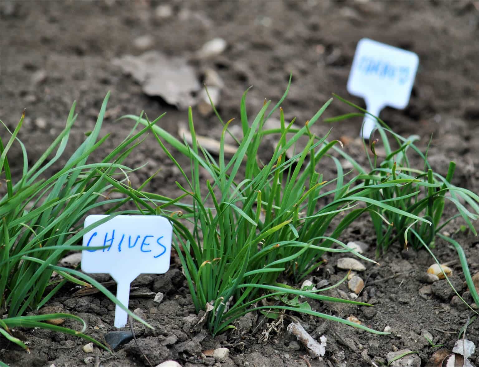 starting your seeds in springtime? here’s what you need to know - The ...