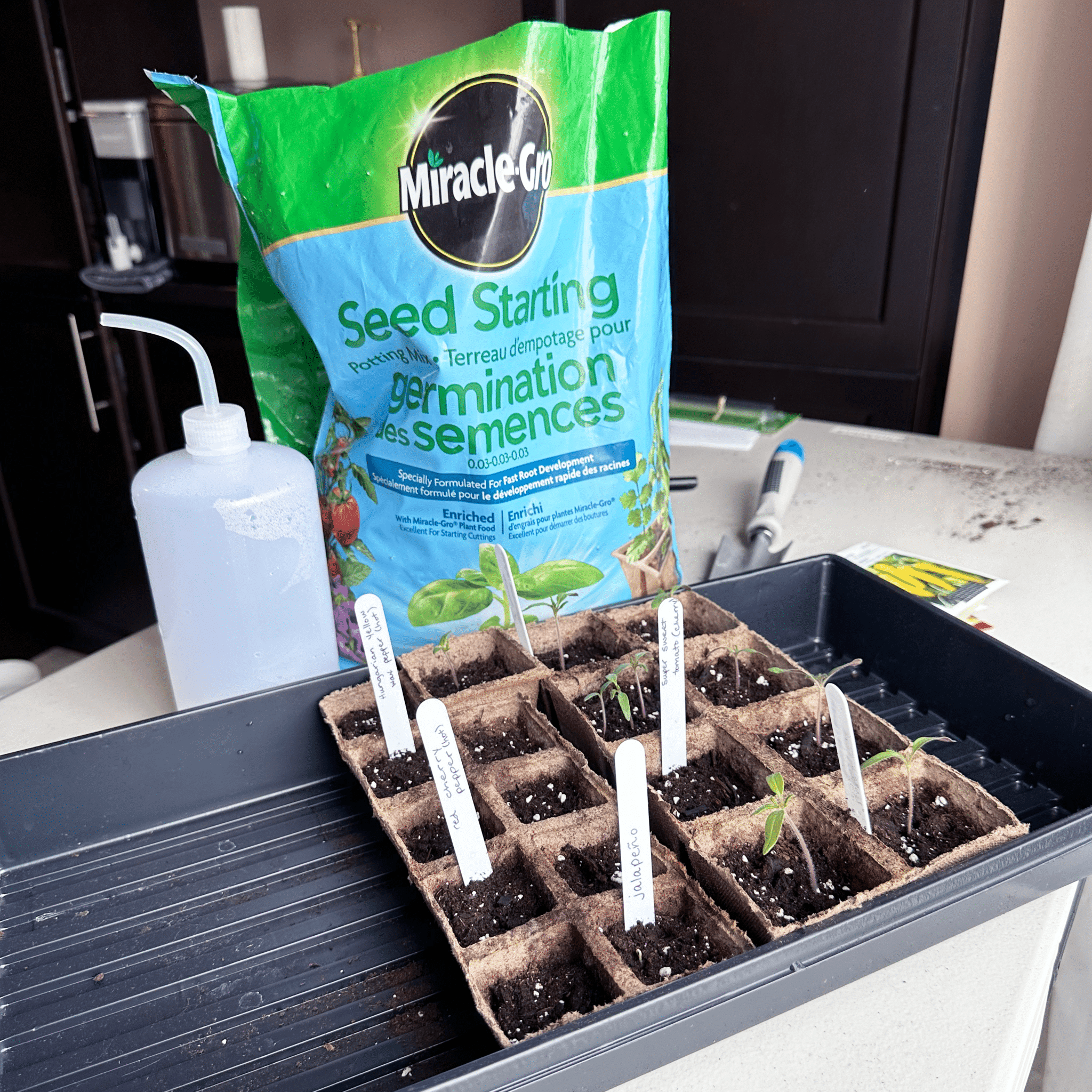 Three Different Ways to Start Your Seeds - The Plant Project