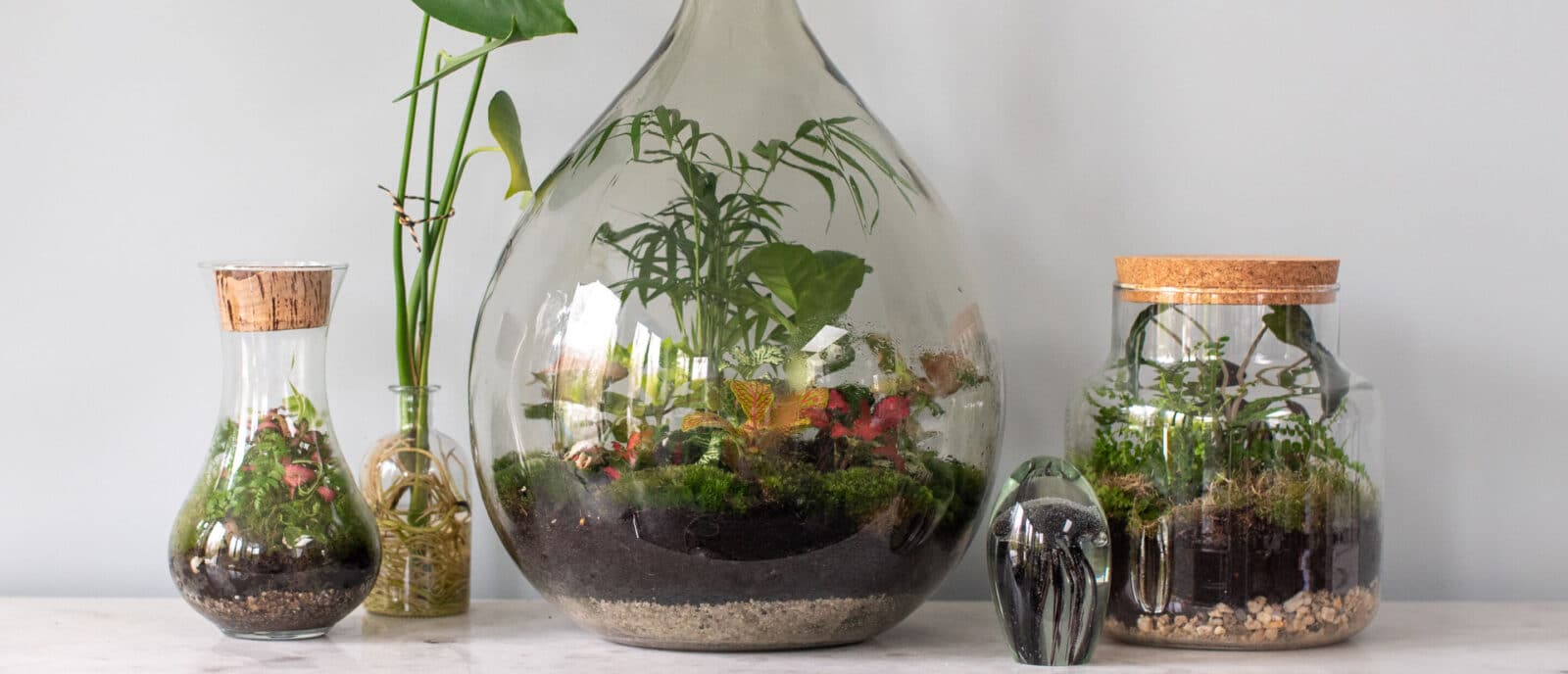 build a dreamy terrarium lamp - in 5 simple steps! - The Plant Project