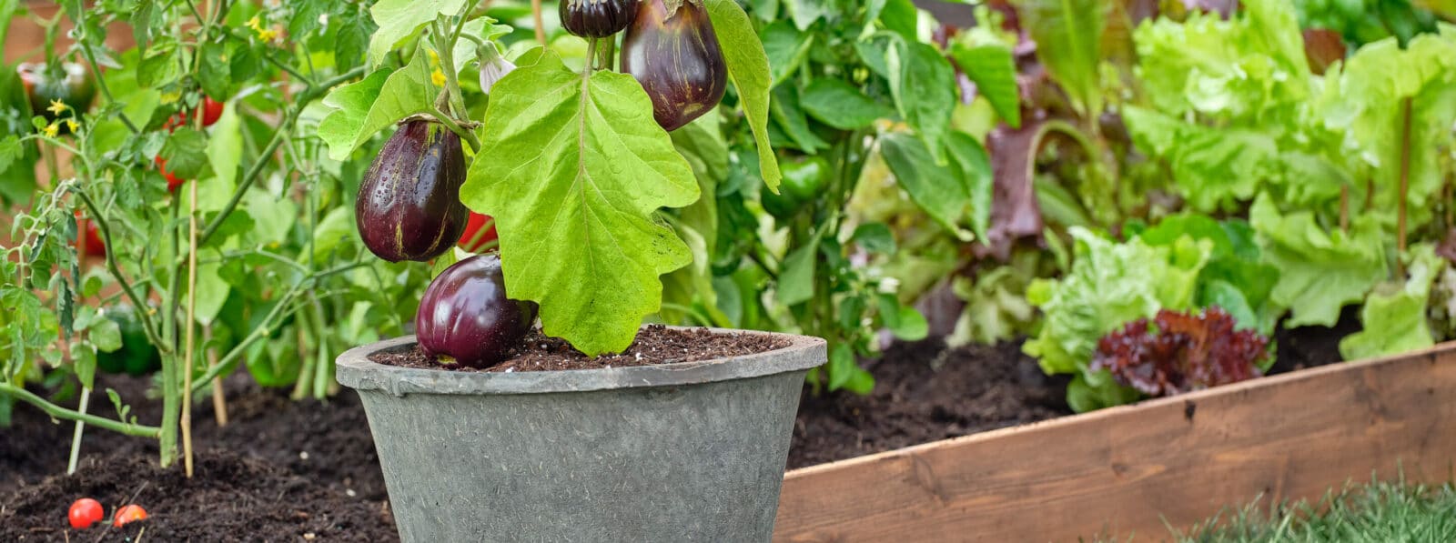 feeding your garden - The Plant Project