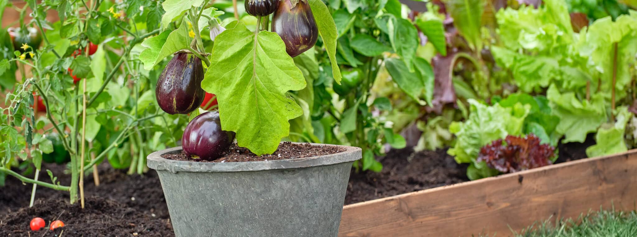 feeding your garden - The Plant Project