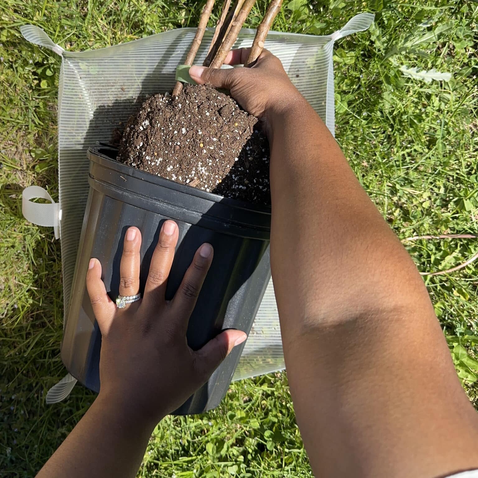 how to repot a plant - The Plant Project