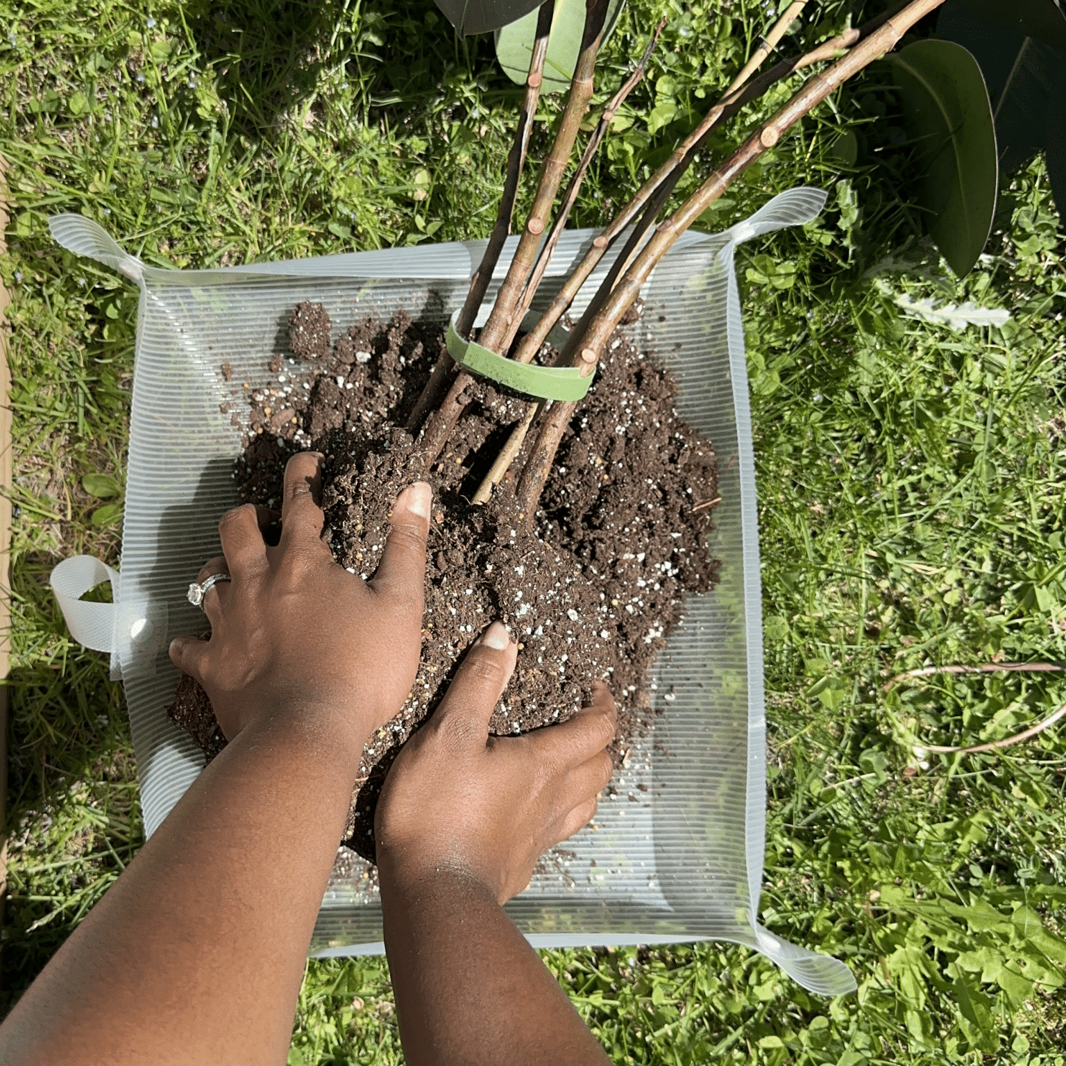 how to repot a plant - The Plant Project