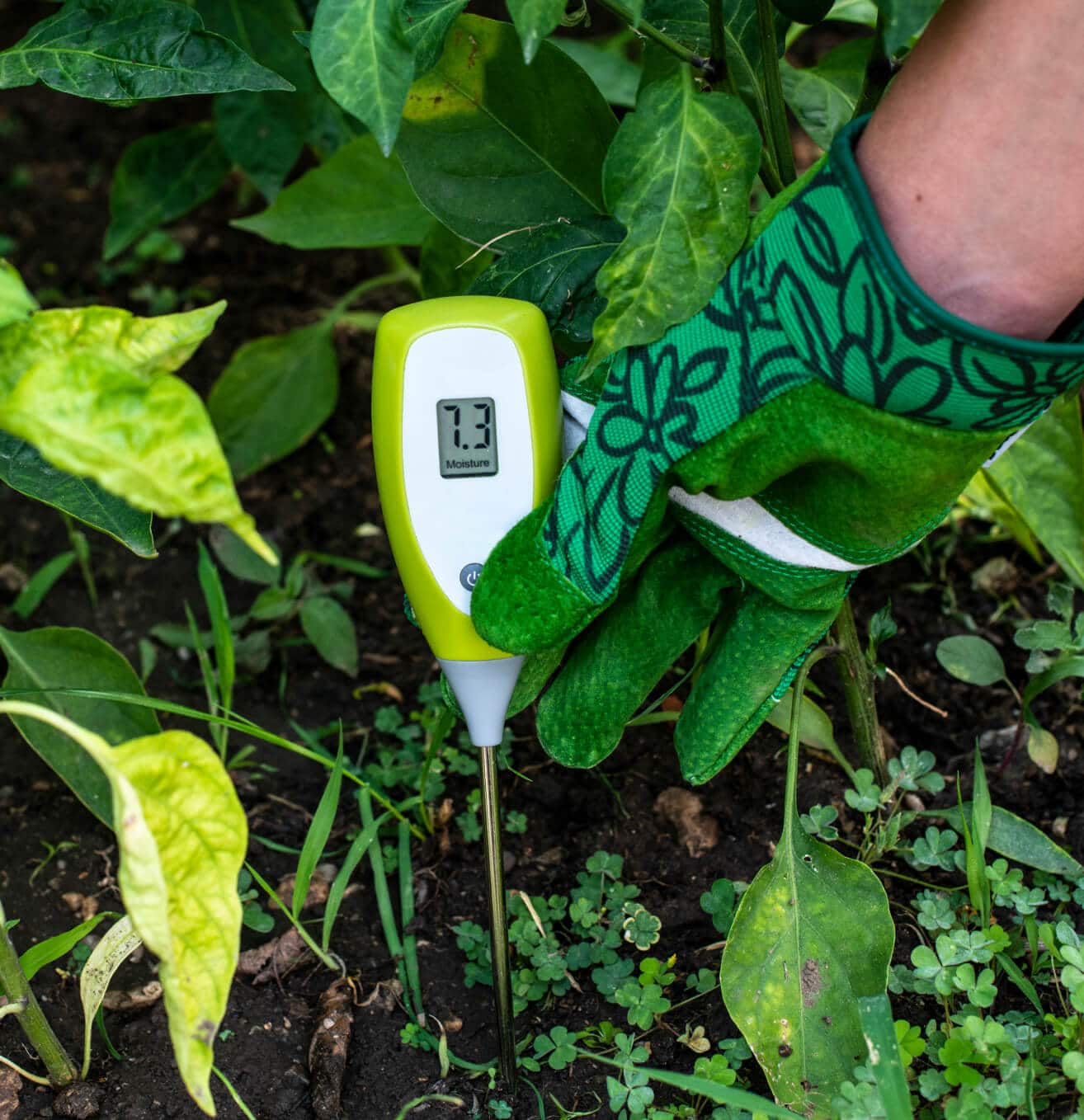 5 tips for garden maintenance - The Plant Project