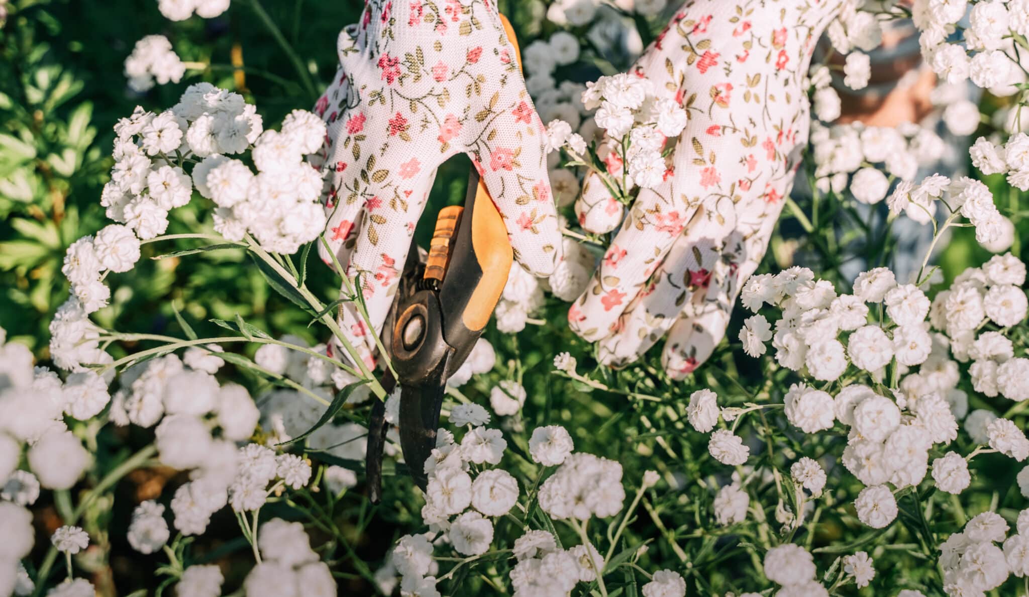 Learn the art of deadheading flowers to encourage more blooms and keep ...