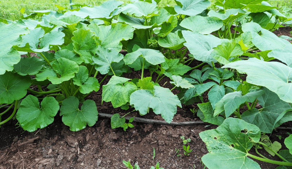 irrigation nation: drip irrigation system setup - irrigation nation ...