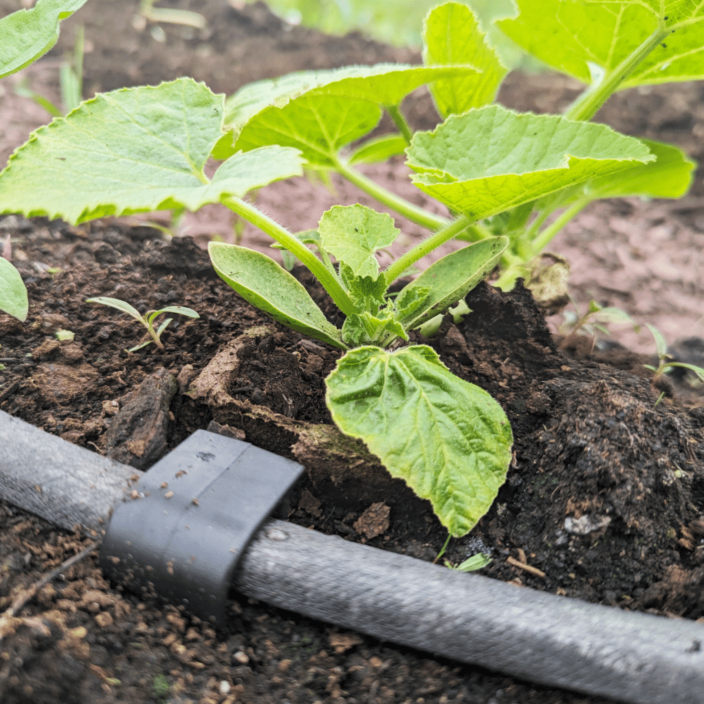 irrigation nation: drip irrigation system setup - irrigation nation ...