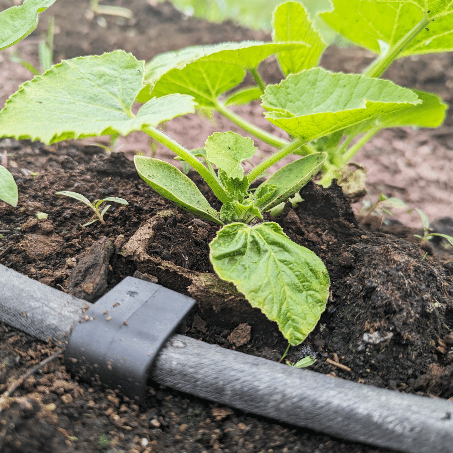 irrigation nation: drip irrigation system setup - irrigation nation ...